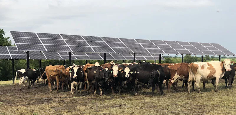 Researchers test solar energy’s shade benefits to dairy cows | Clean ...