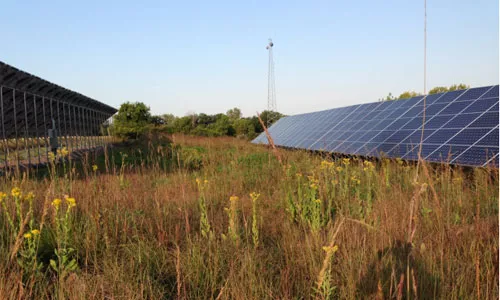 How can solar developers plant pollinator friendly habitat? | Clean ...