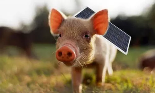 Solar Powered Pigs a Hit at Loon Lake Event: Powered by Sun, Little ...